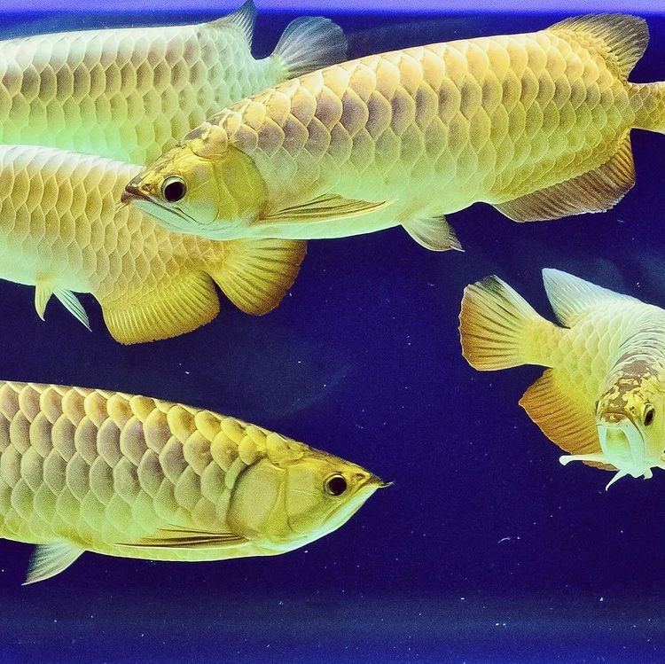 24k golden arowana fish | Buy 24k Golden Arowana Fish California