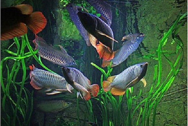 Arapaima Arowana Fish | buy Arapaima Arowana Fish online